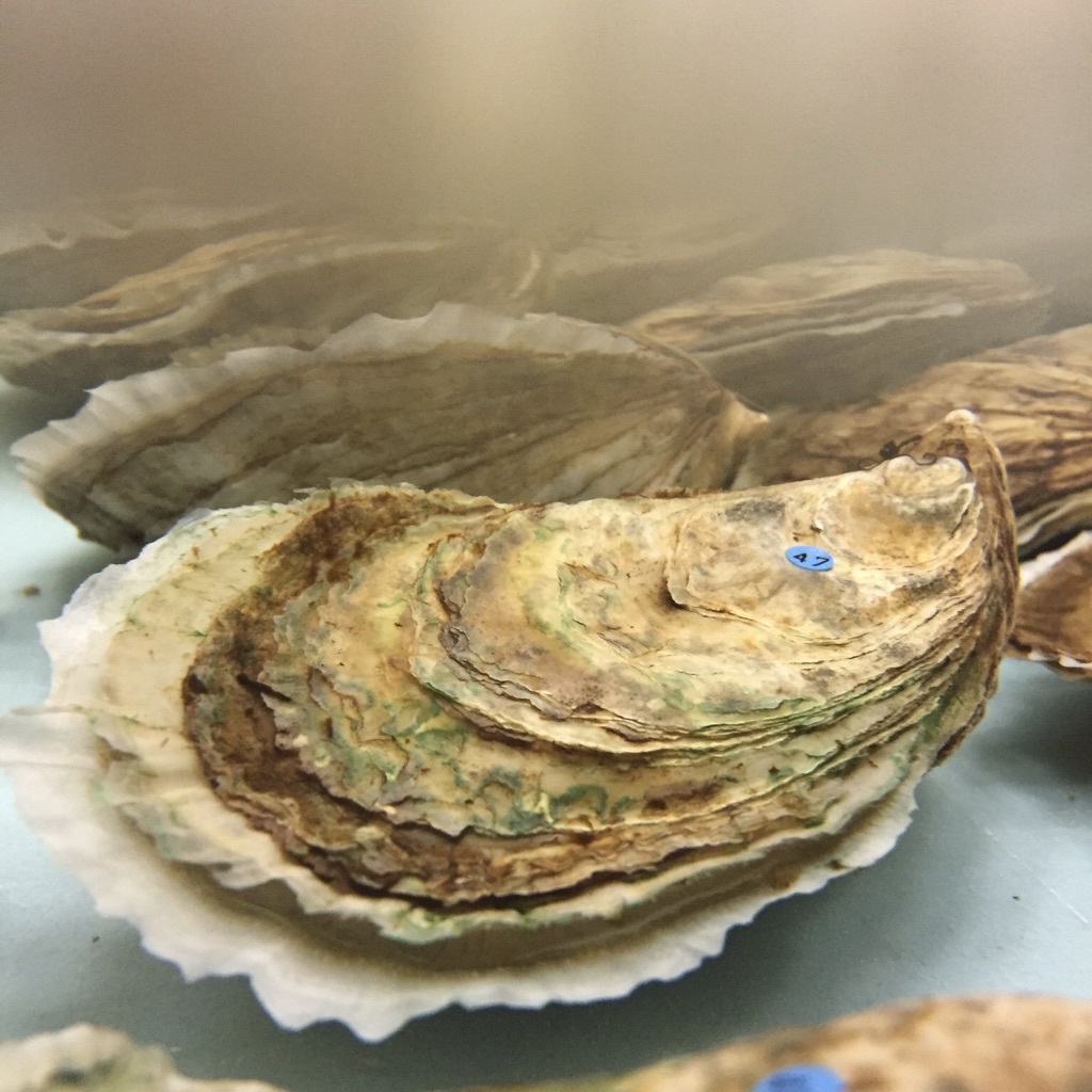 Premium Seed now Available! | Huitres Mallet Oysters